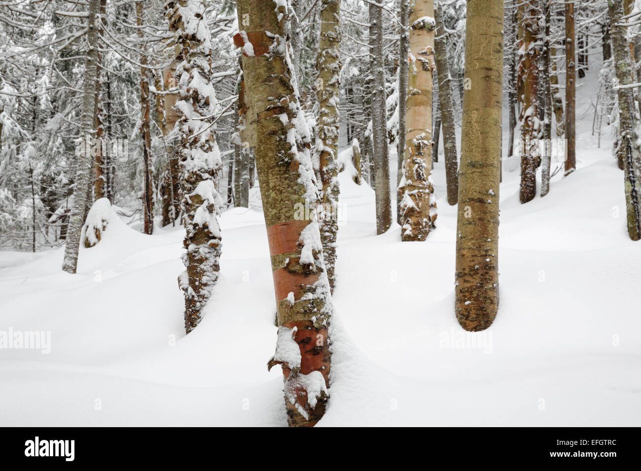 Forest on the northern slopes of Mount Jim in Kinsman Notch of ...