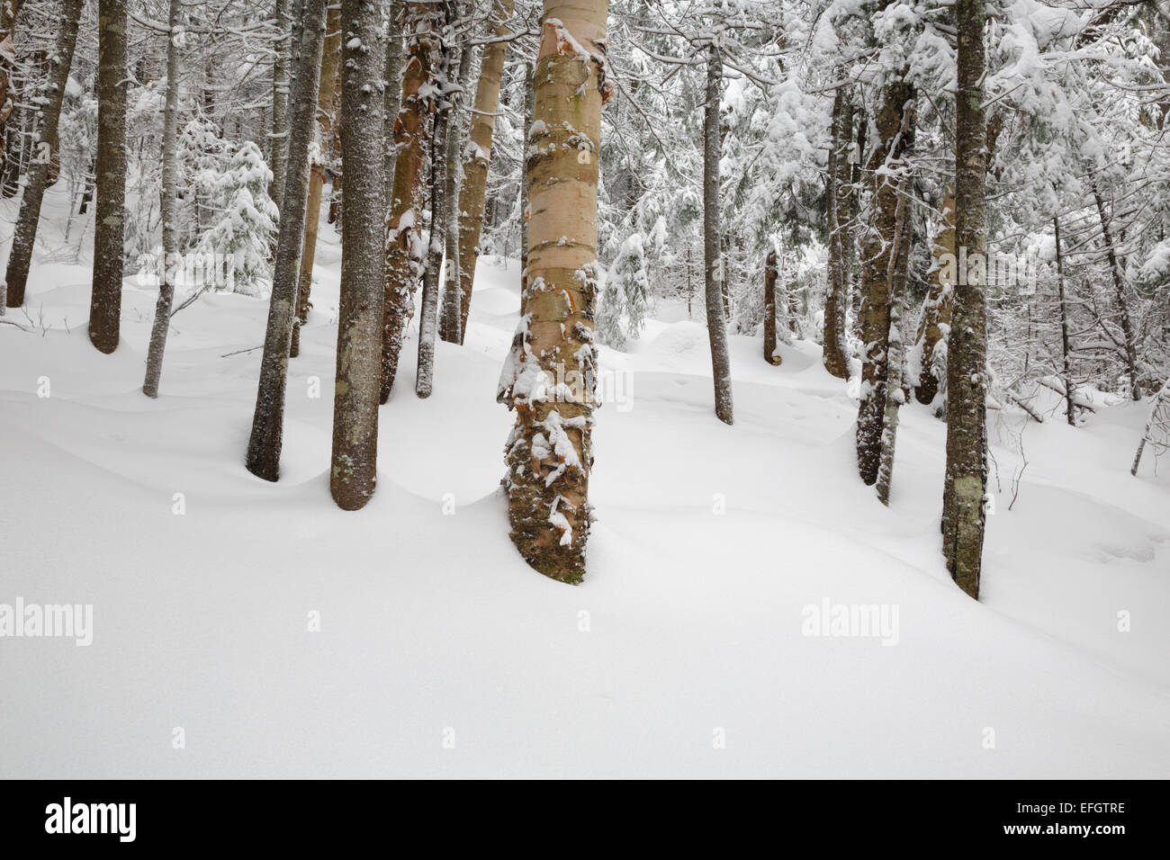 Forest on the northern slopes of Mount Jim in Kinsman Notch of ...
