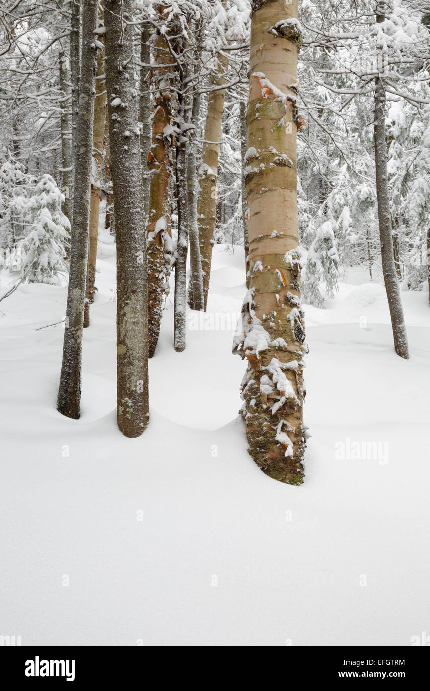Forest on the northern slopes of Mount Jim in Kinsman Notch of ...