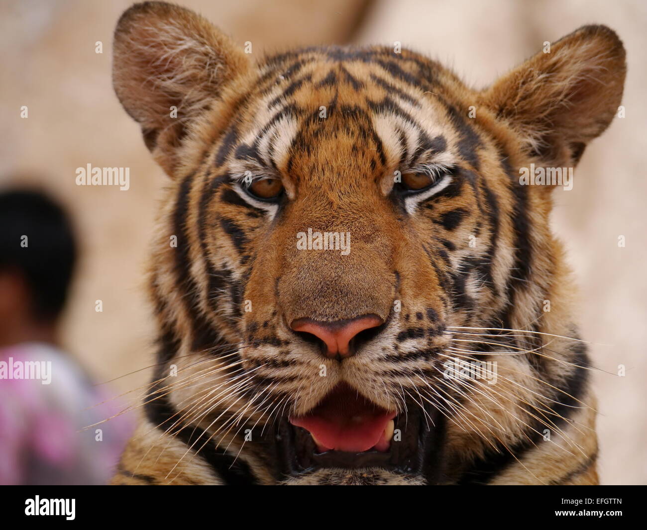 Tamed animals hi-res stock photography and images - Alamy