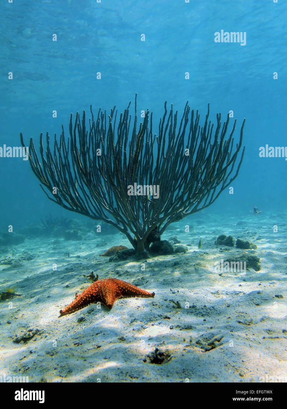 Coral sandy hi-res stock photography and images - Alamy