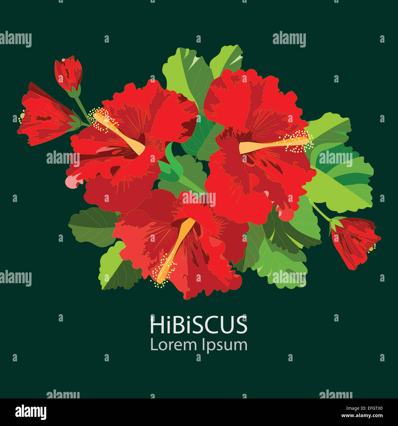 Hibiscus flower painted hi-res stock photography and images - Alamy