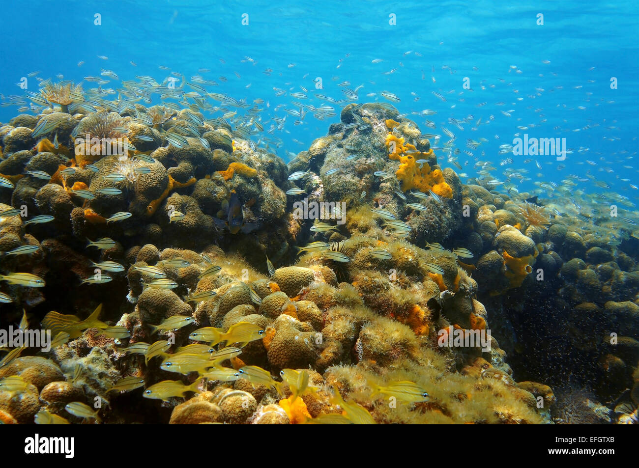 Underwater coral reef with shoal of fish, Caribbean sea, Panama Stock ...