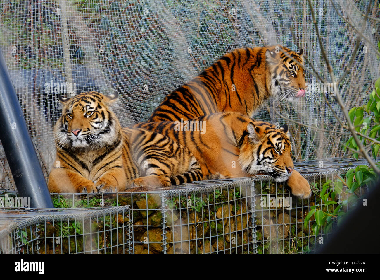 Tiger triplets hi-res stock photography and images - Alamy