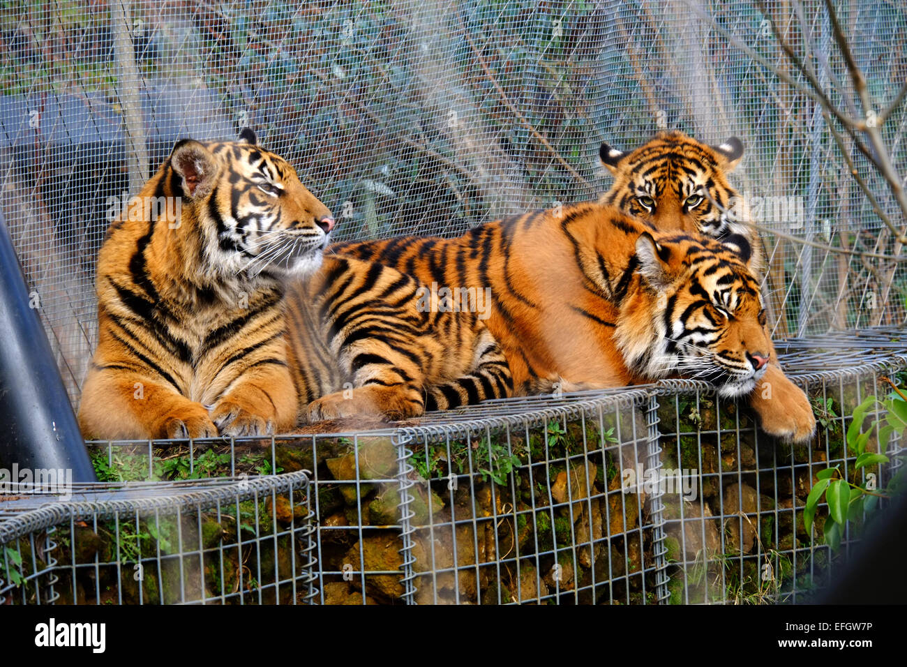 London zoo, London, UK. 4th February, 2015. The three Sumatran tiger ...