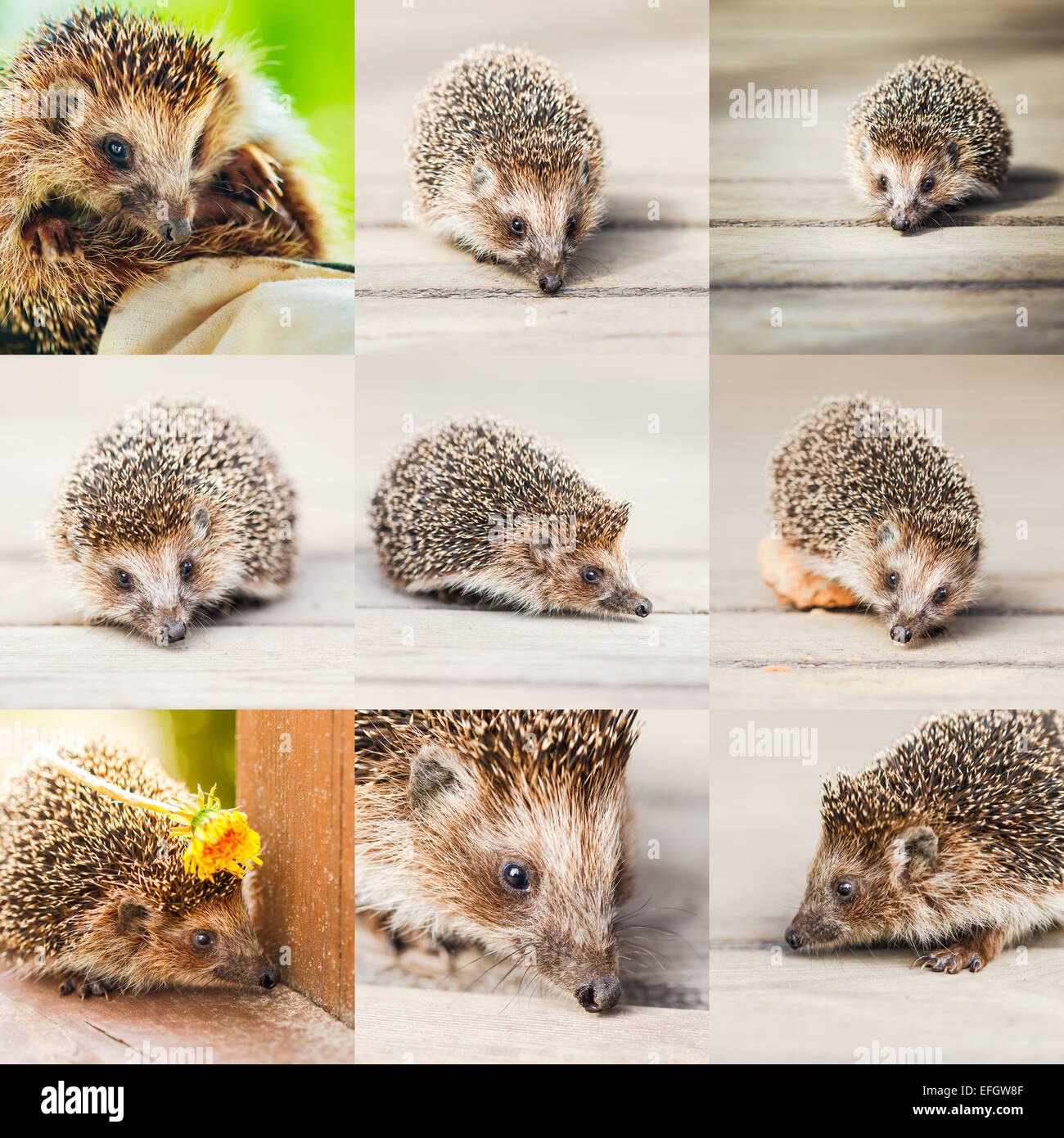 Young Hedgehog On Wooden Floor Set Collage Stock Photo - Alamy