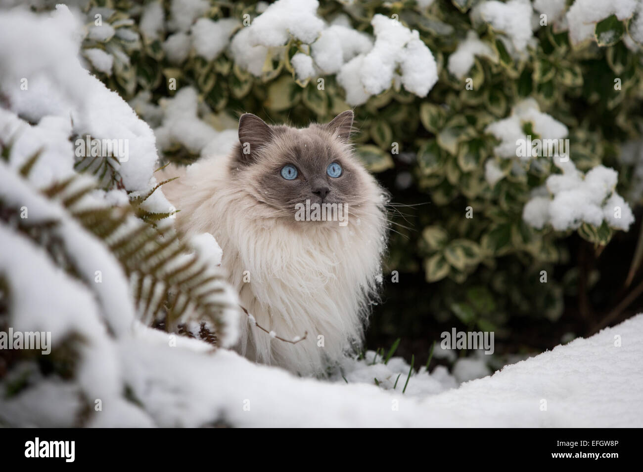 Cat jumping home hi-res stock photography and images - Alamy