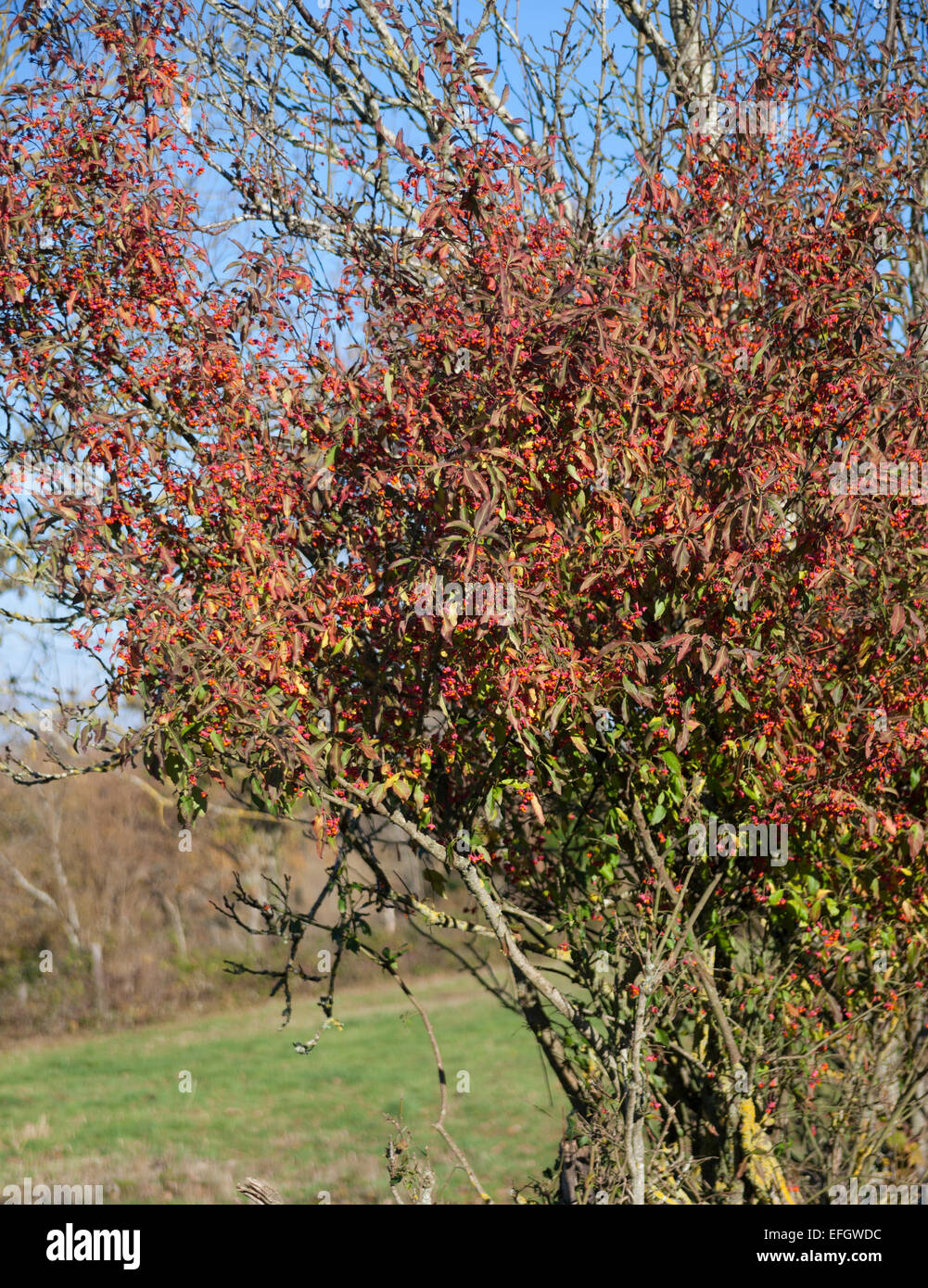 Euonymus europaeus also called spindle tree Stock Photo - Alamy