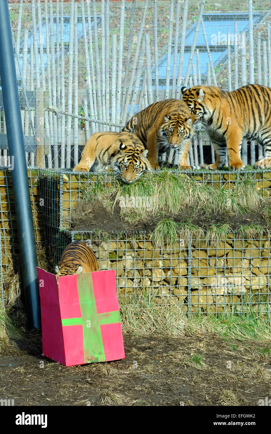 Sumatran tiger cubs london zoo hi-res stock photography and images - Alamy
