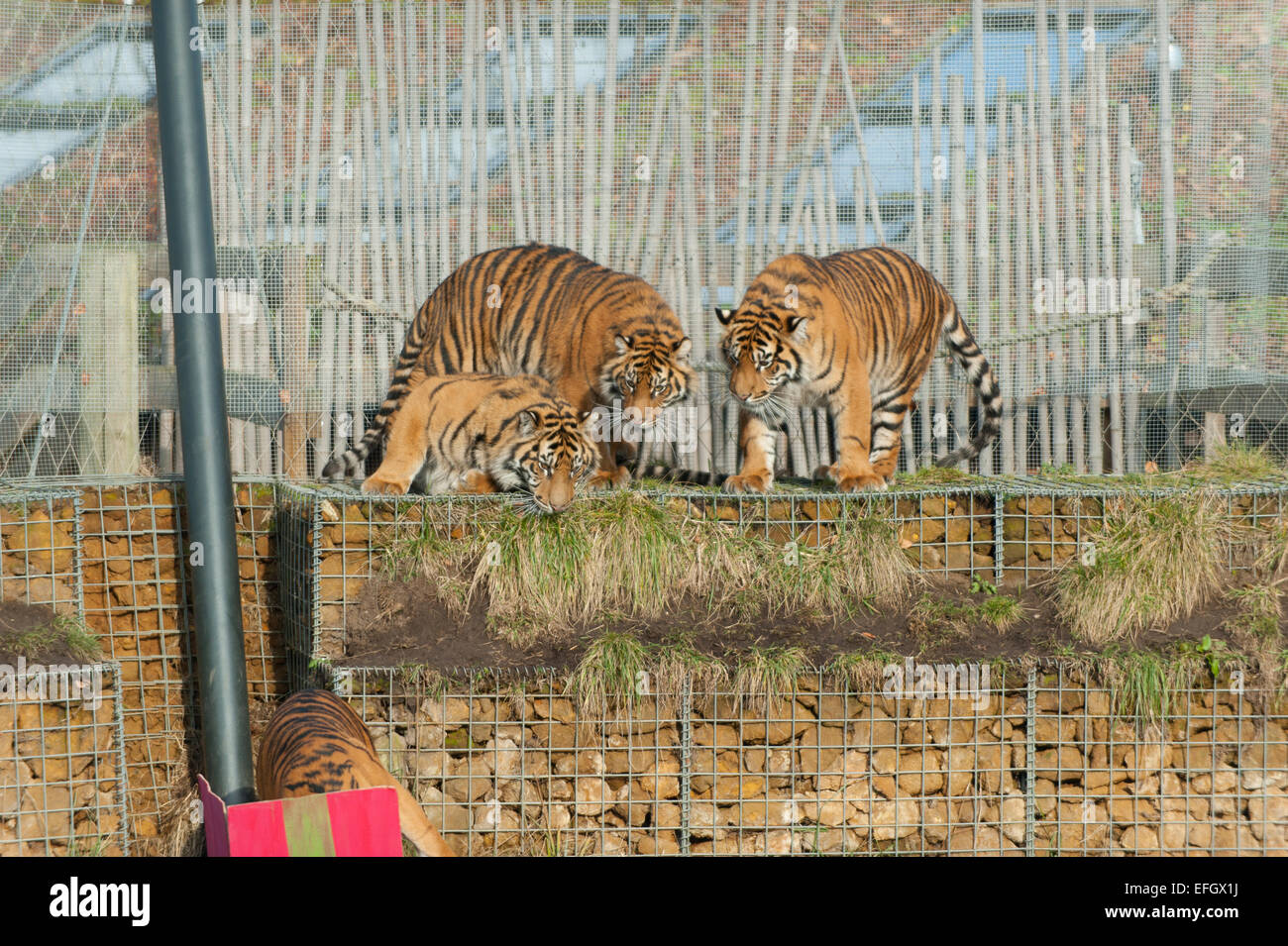 ZSL, London Zoo, UK. 4th February, 2015. One year old Sumatran tiger ...