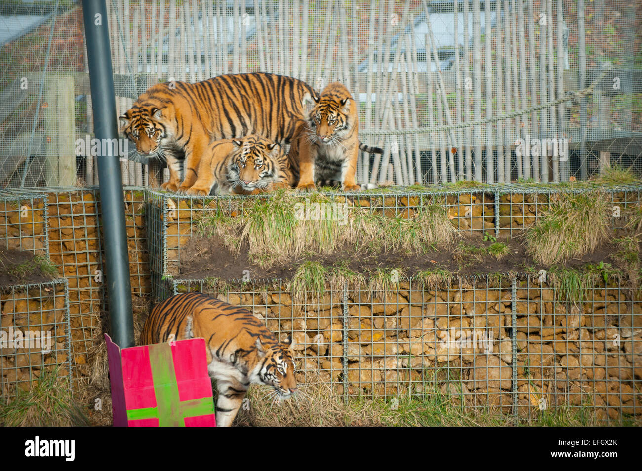 ZSL, London Zoo, UK. 4th February, 2015. One year old Sumatran tiger ...