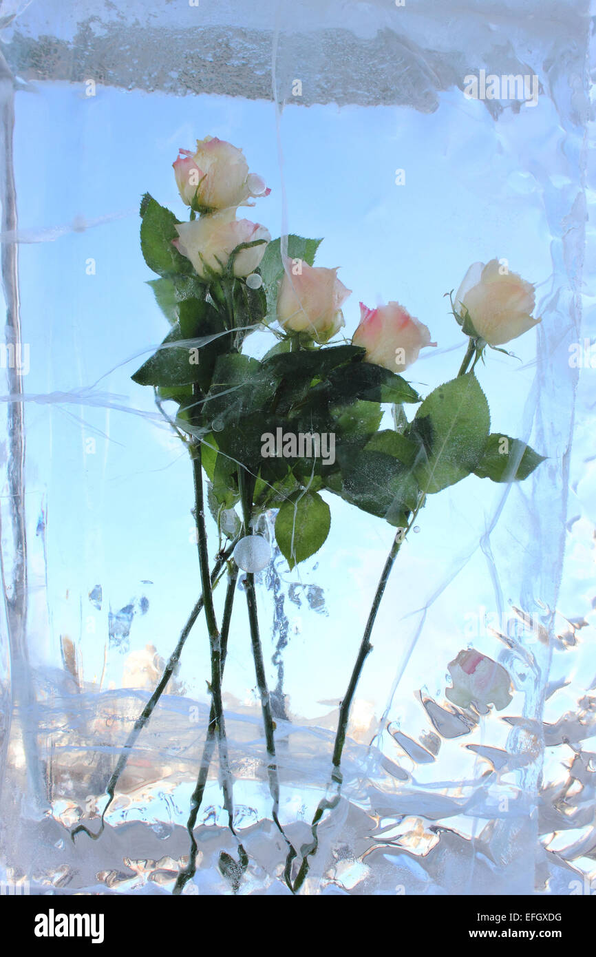 Frozen flowers hi-res stock photography and images - Alamy