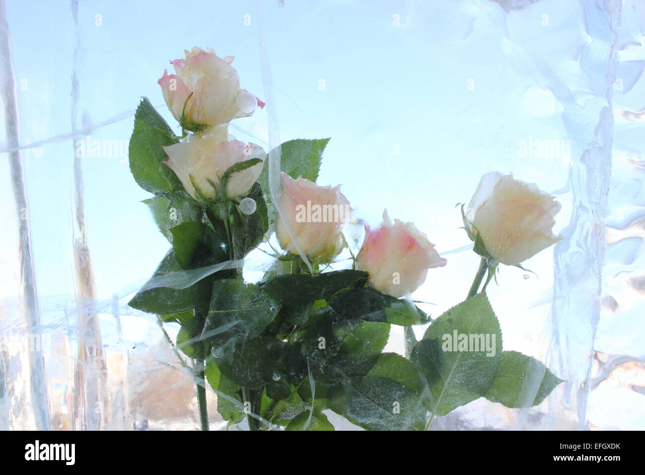 Frozen Flowers Stock Photos & Frozen Flowers Stock Images - Alamy