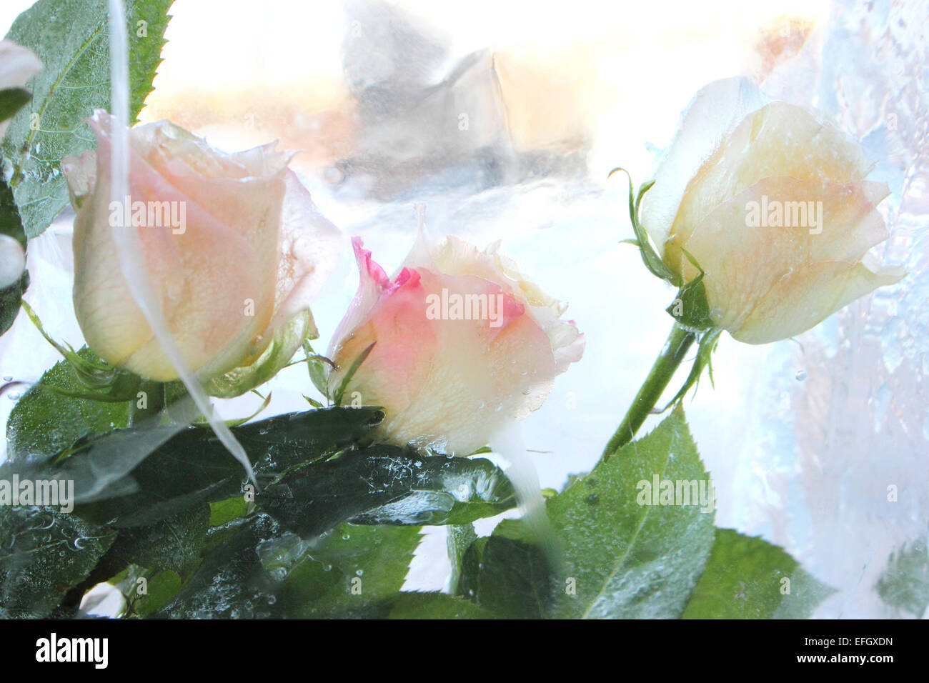 Frozen flowers hi-res stock photography and images - Alamy