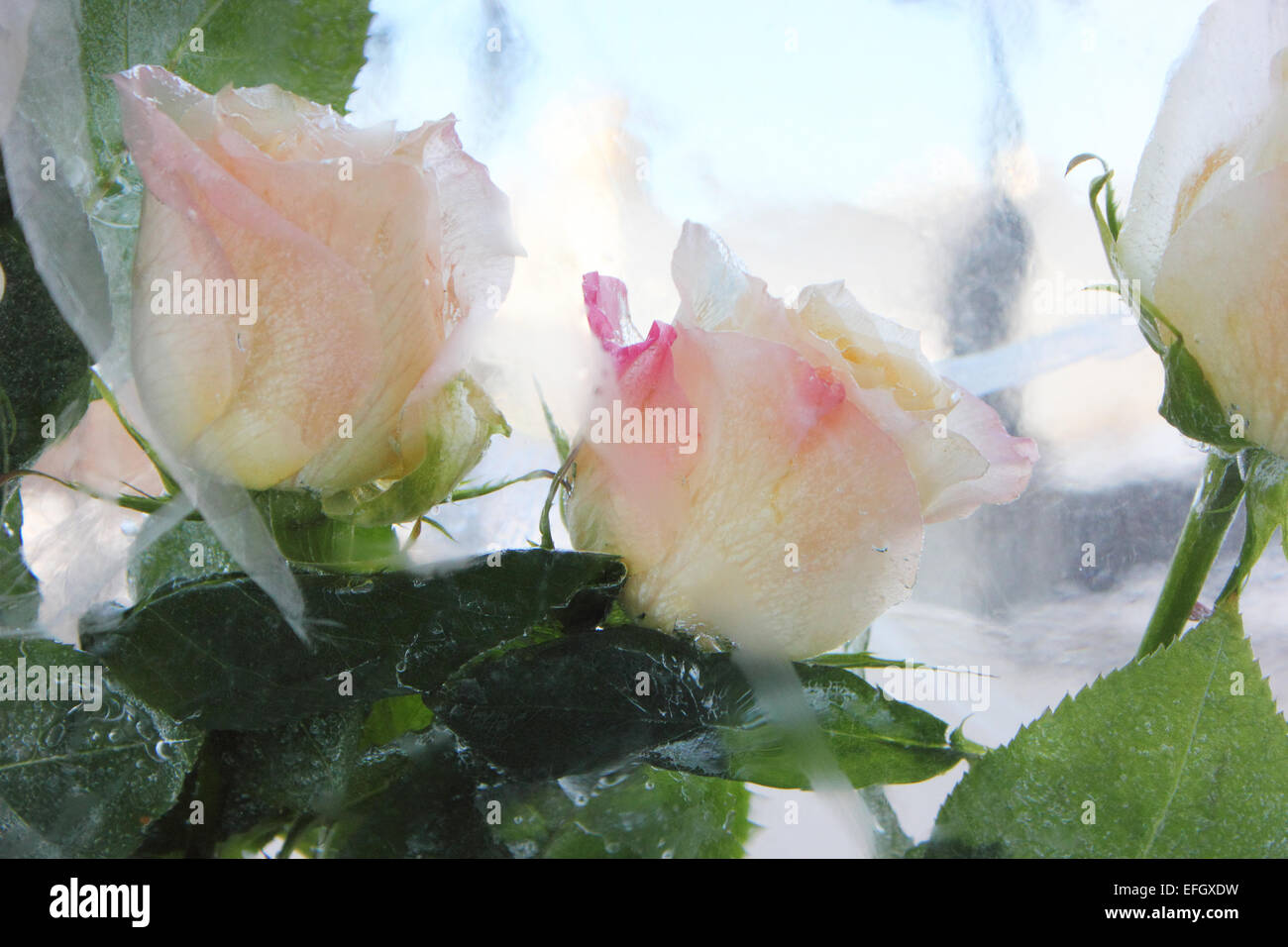 Frozen flowers hi-res stock photography and images - Alamy