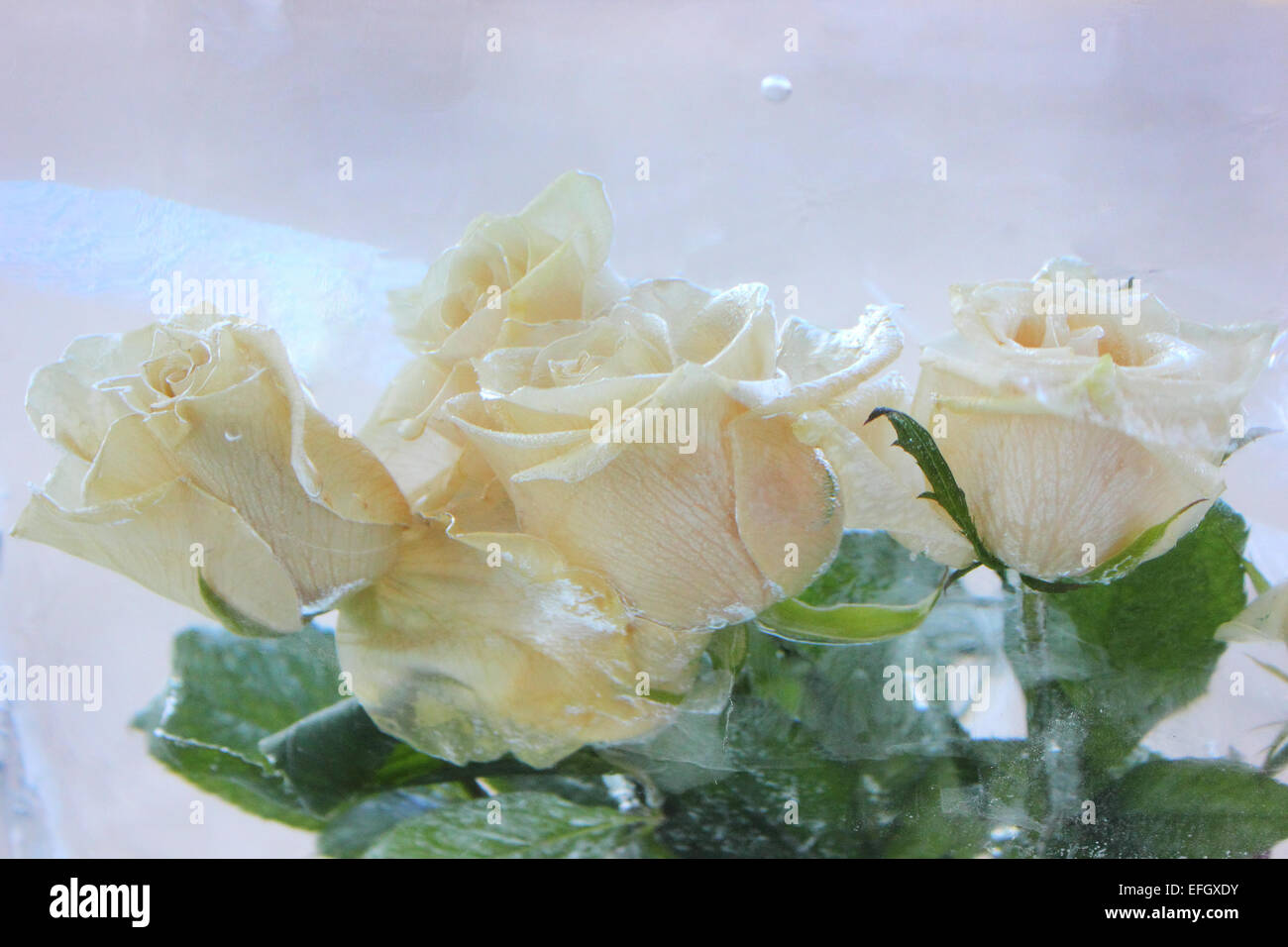 Ice rose hi-res stock photography and images - Alamy