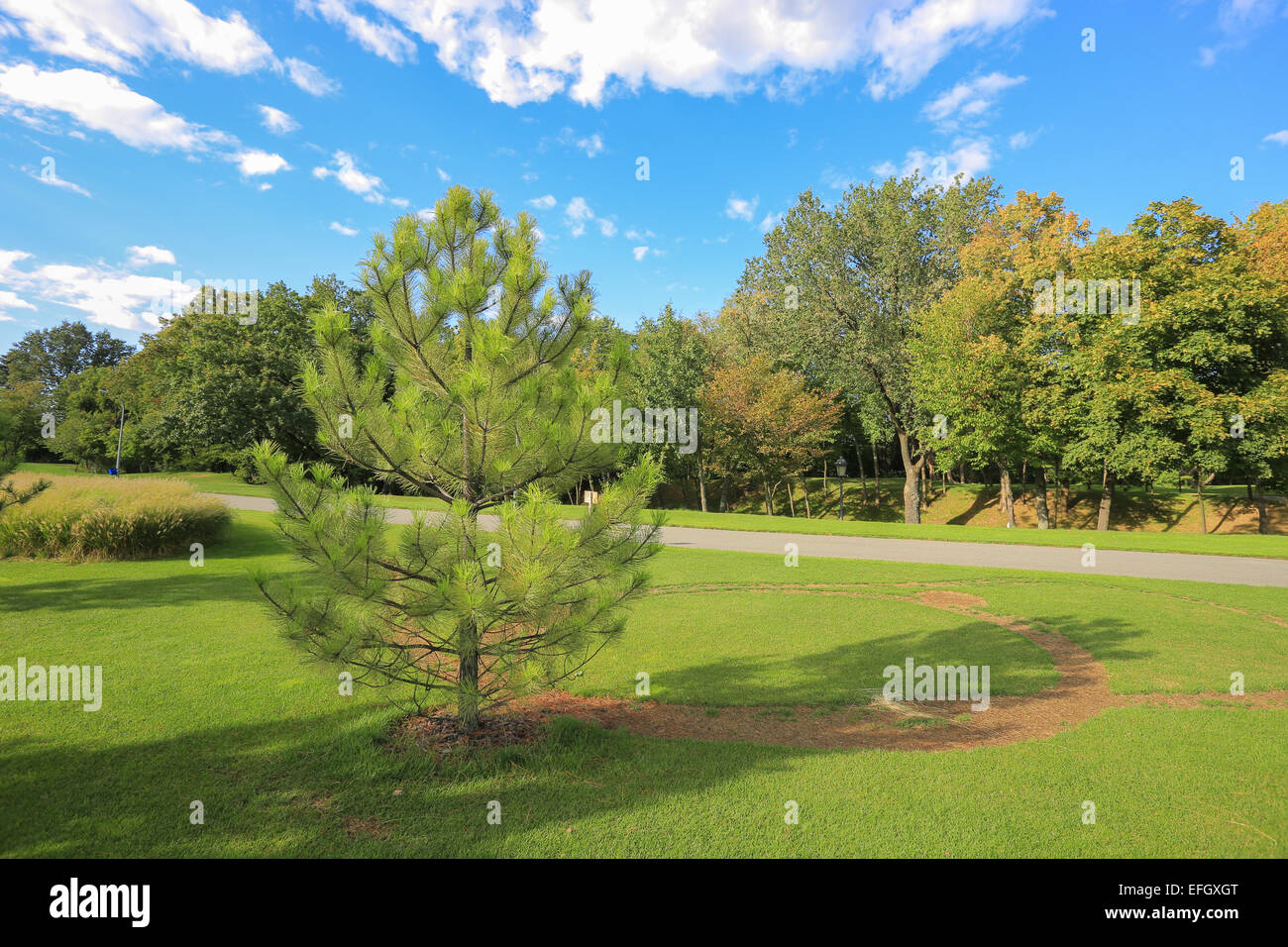 Coniferous landscaping hi-res stock photography and images - Alamy