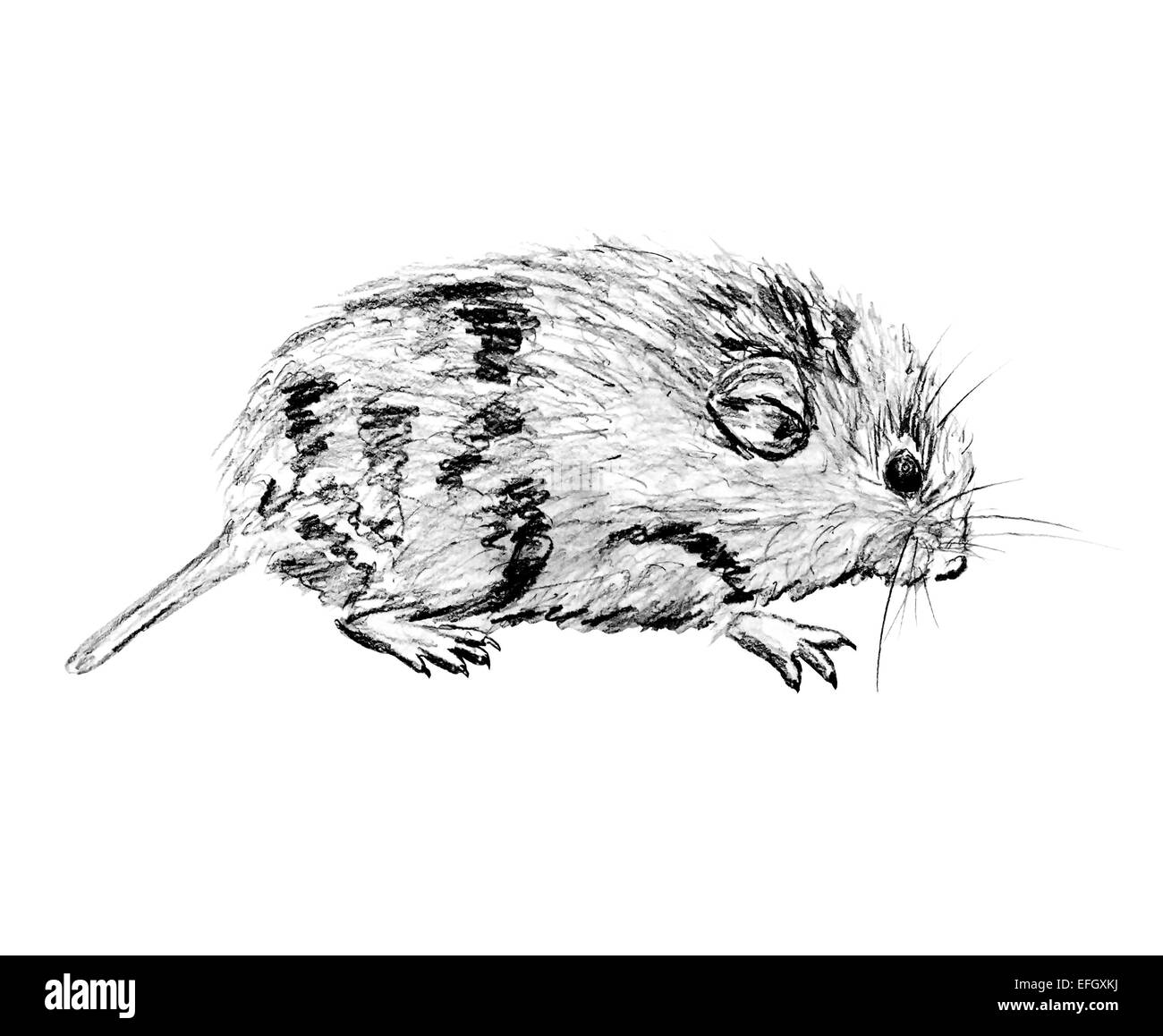 How To Draw A Vole Field Vole Step By Step Illustration Lizzie
