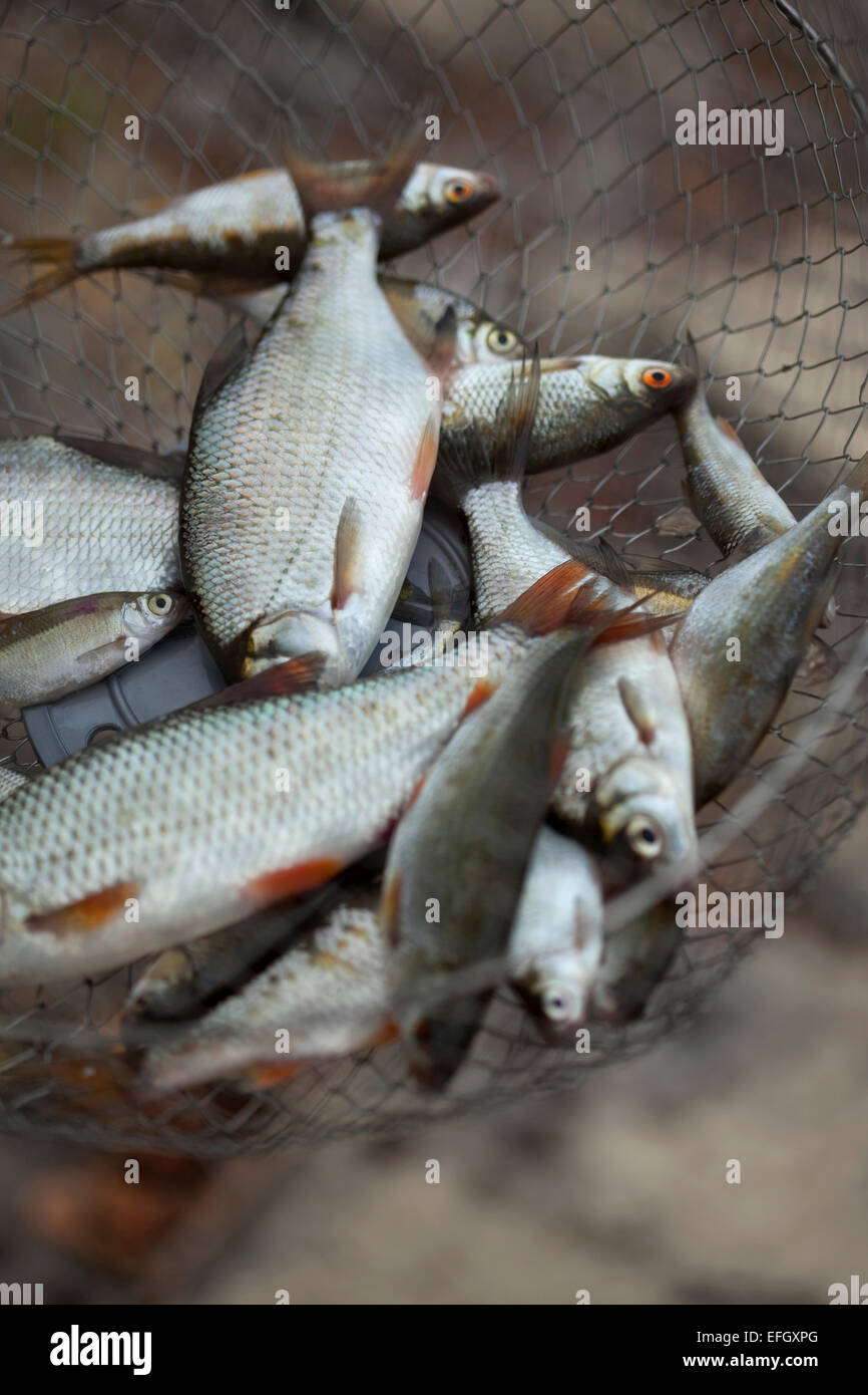 Fish in a basket after fishing Stock Photo - Alamy