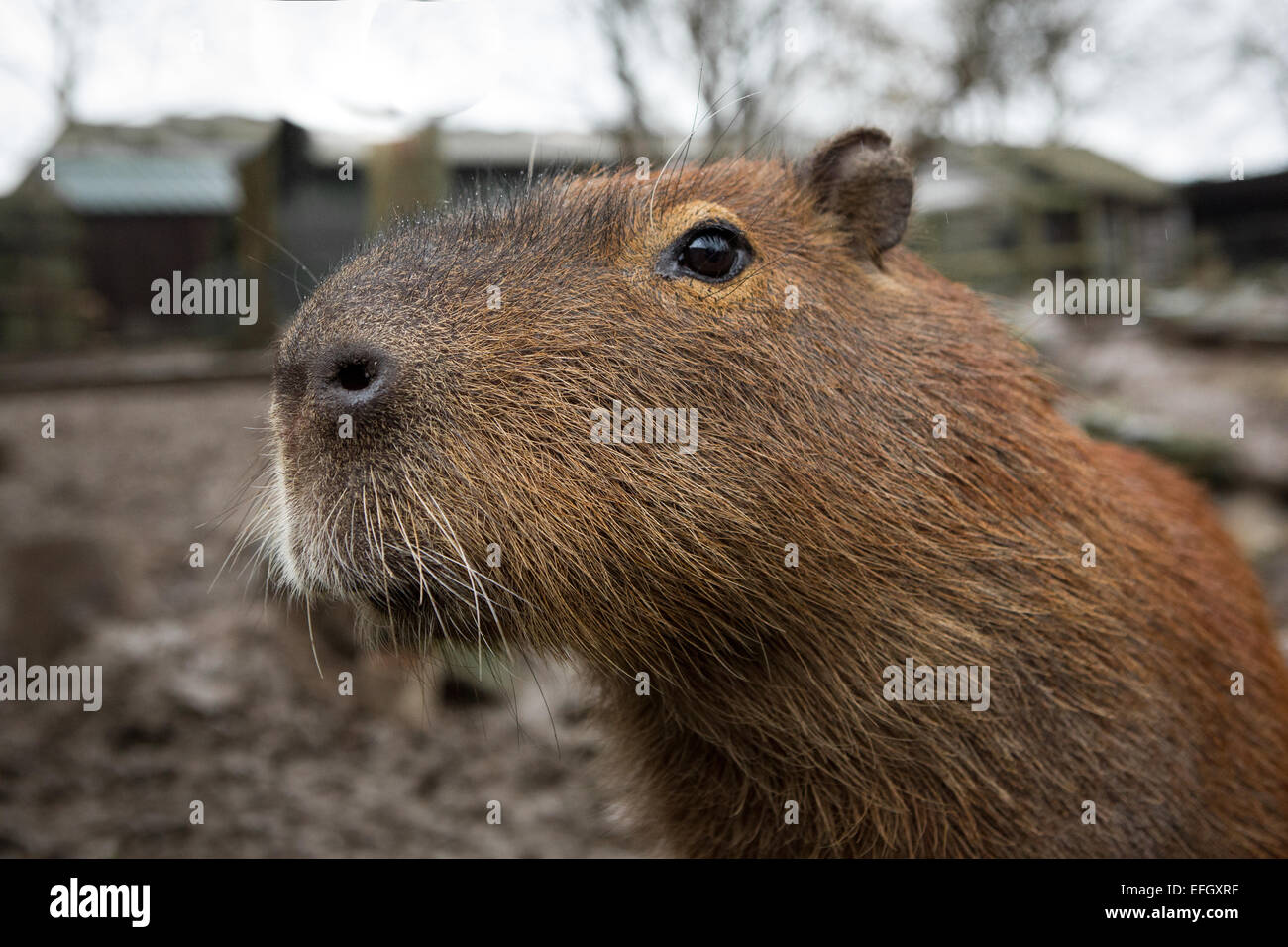 Zoo capybara hi-res stock photography and images - Alamy
