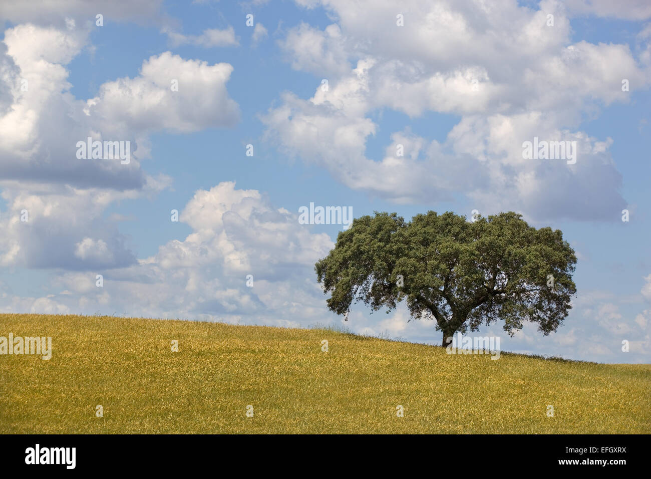 alentejo farm view, in the south of portugal Stock Photo - Alamy