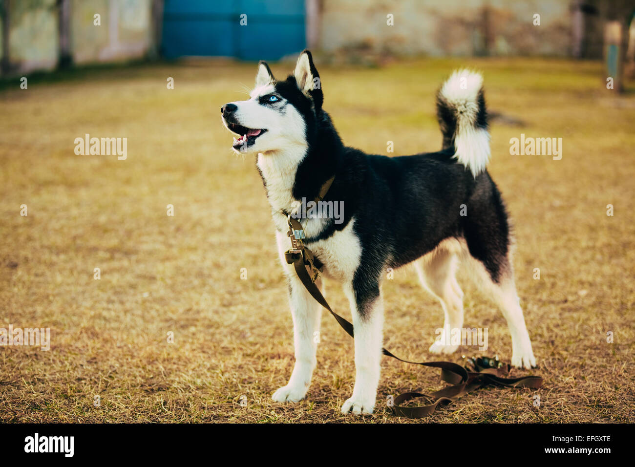Outdoor husky hi-res stock photography and images - Alamy