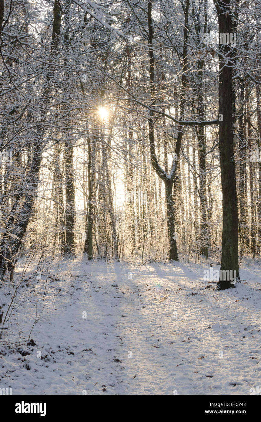 Sun forest trees snow hi-res stock photography and images - Alamy