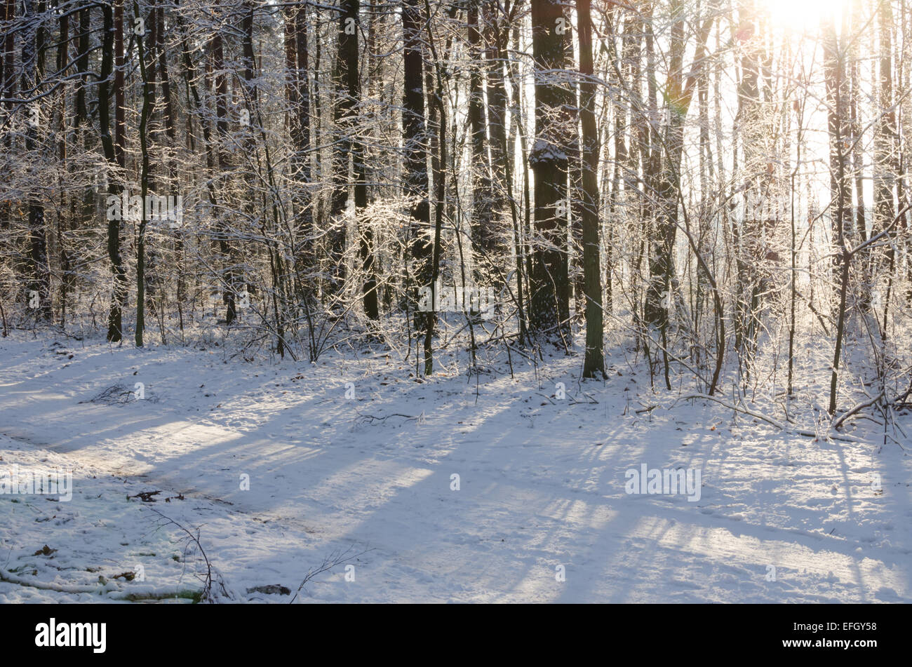 Sun forest trees snow hi-res stock photography and images - Alamy