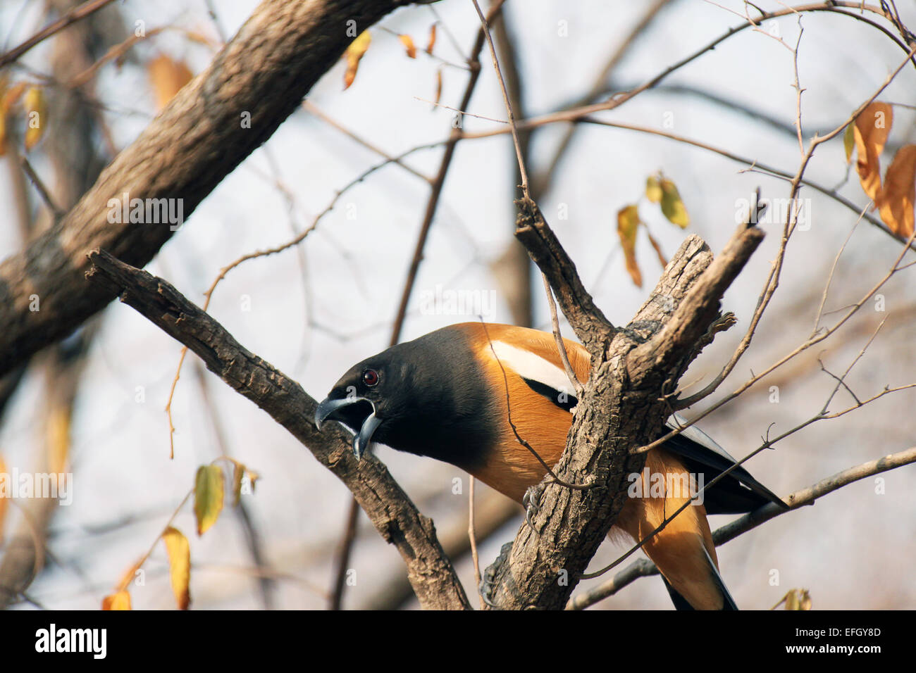 Jungle rufous treepie hi-res stock photography and images - Alamy