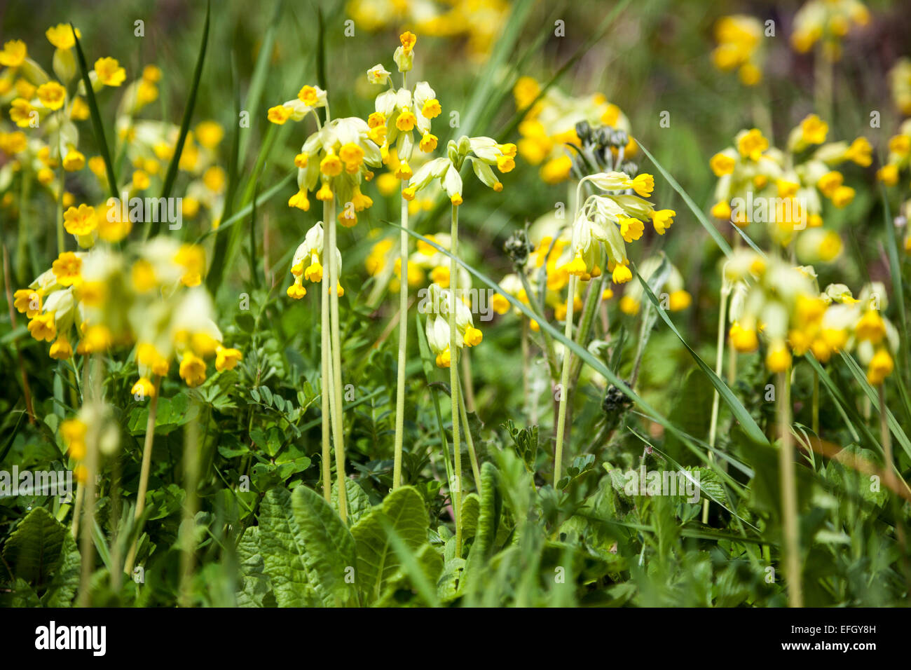 Common Cowslip High Resolution Stock Photography and Images - Alamy