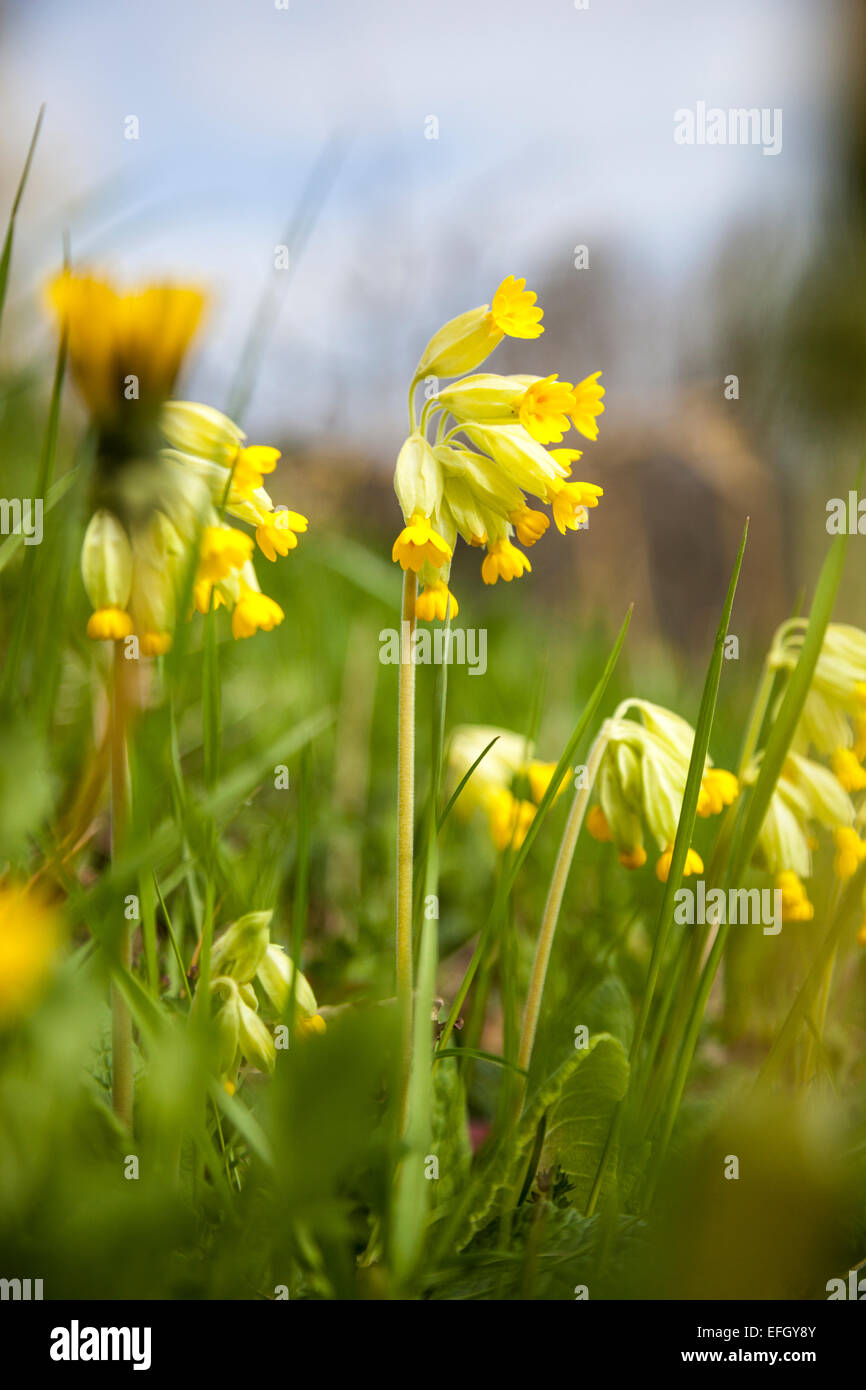 Common cowslip hi-res stock photography and images - Alamy
