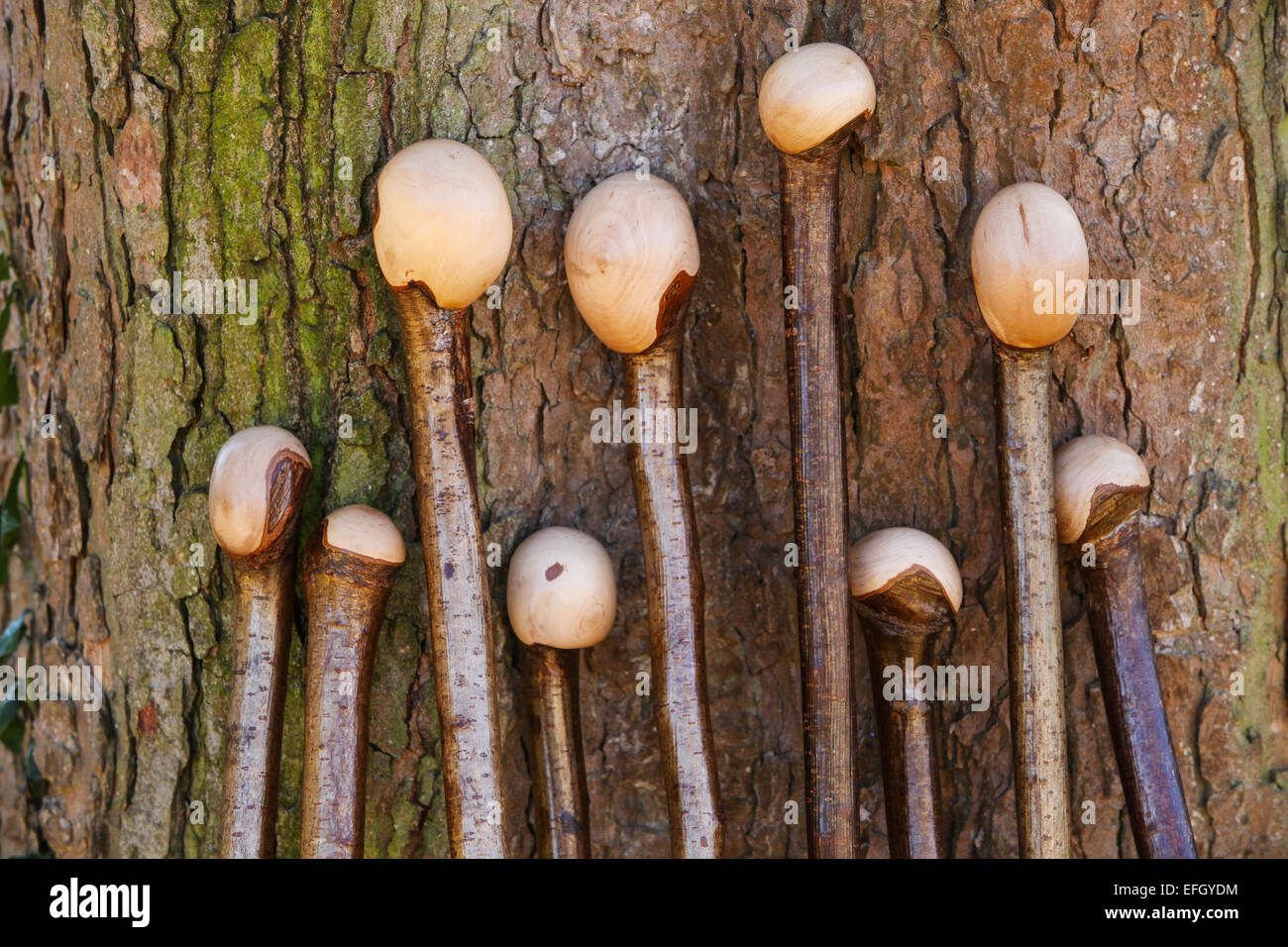 Hazel wood texture hi-res stock photography and images - Alamy