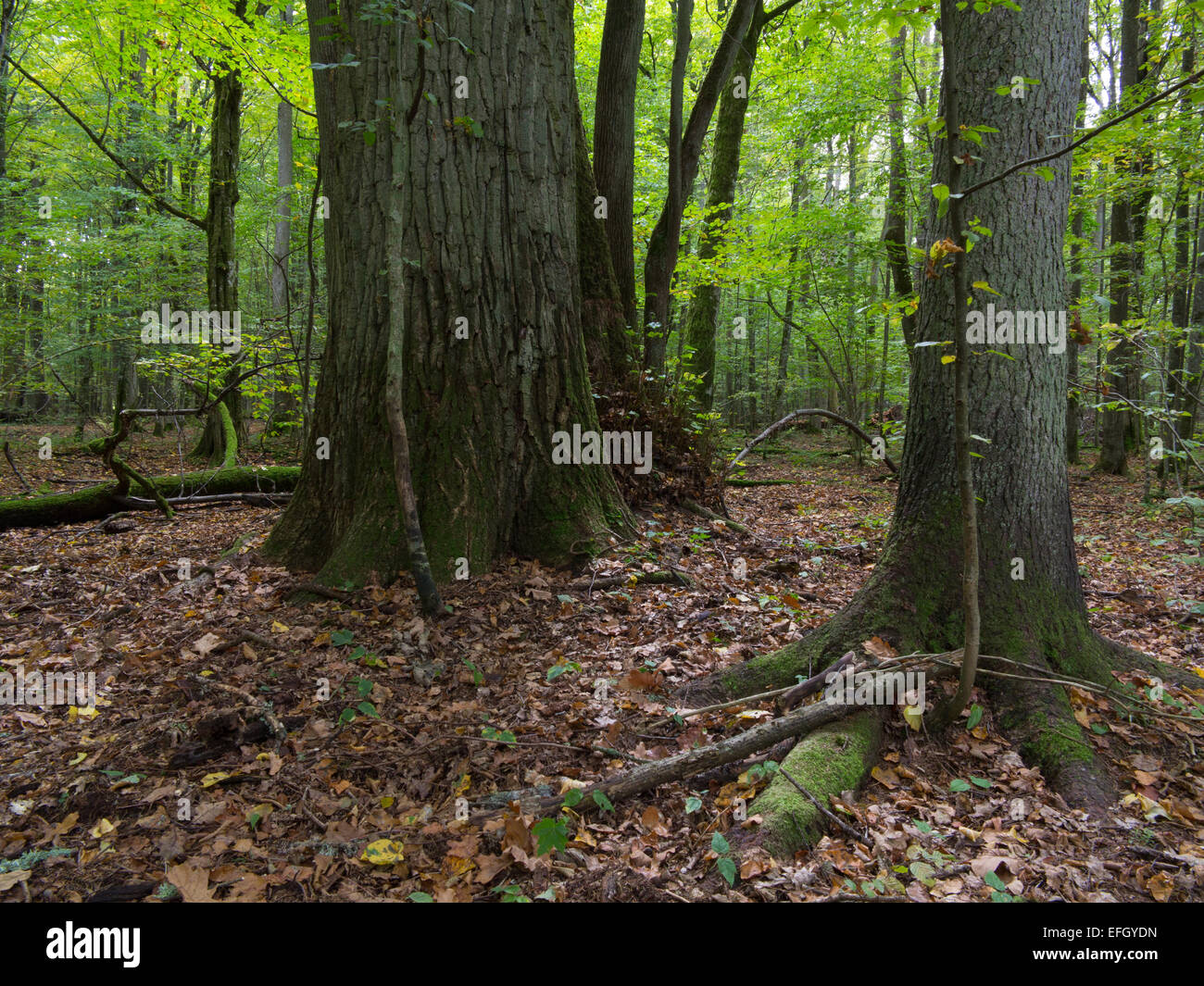 Old monumental oak tree and old natural deciduous stand of Bialowieza ...