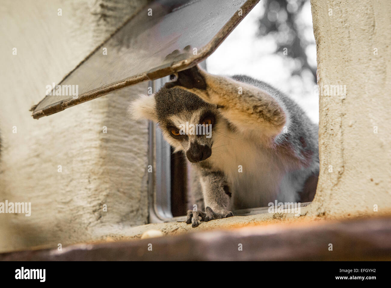 Lemur cat hi-res stock photography and images - Alamy