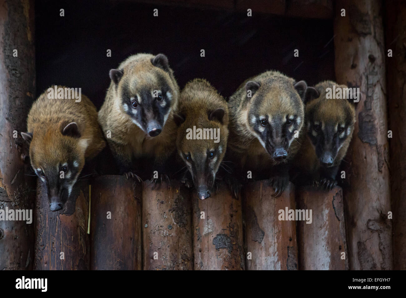 Group of Coatis at a zoo Stock Photo - Alamy