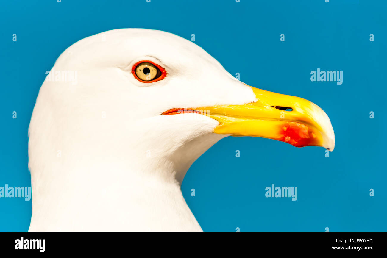 Head seagull hi-res stock photography and images - Alamy