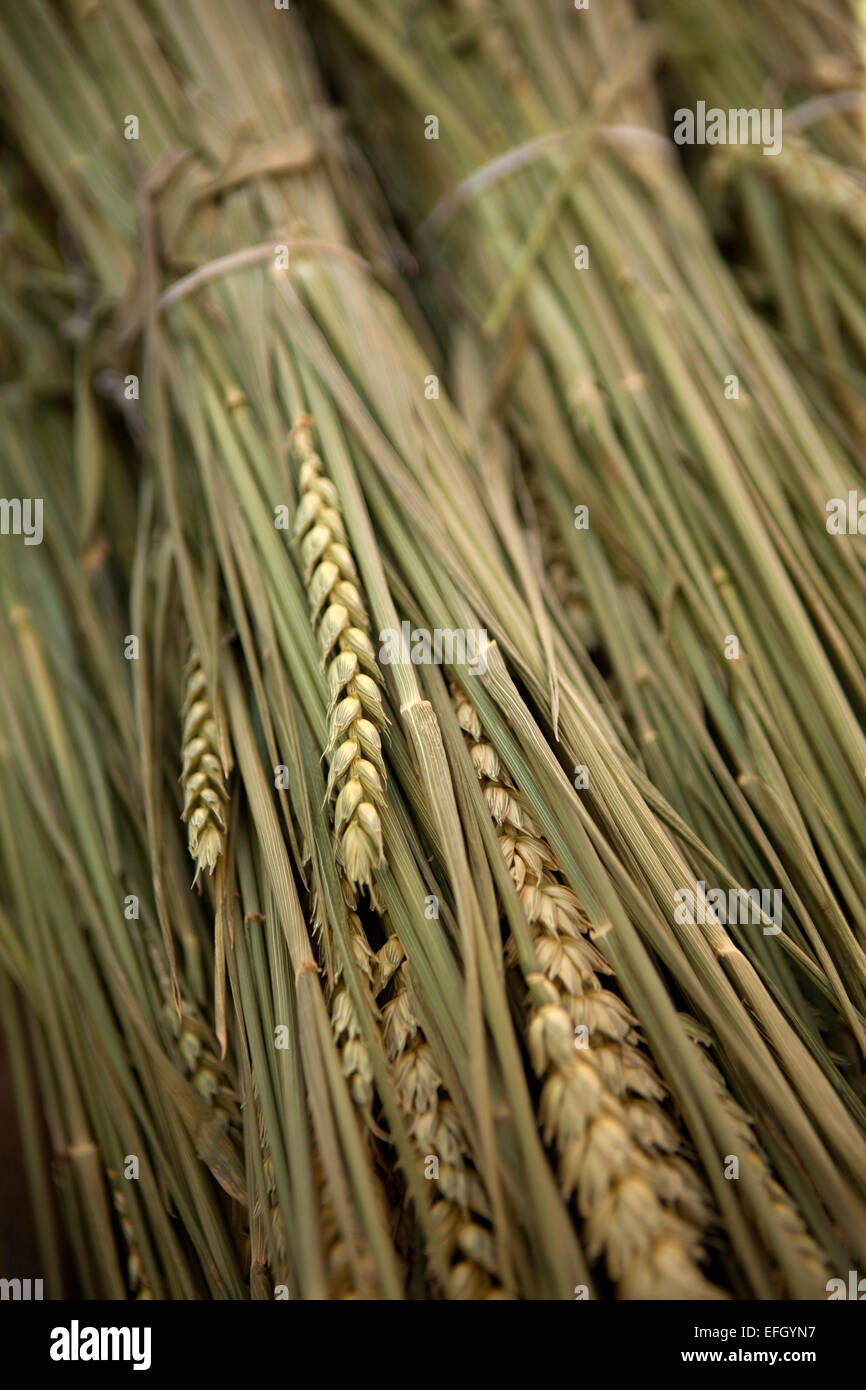 Sheaves of grain hi-res stock photography and images - Alamy