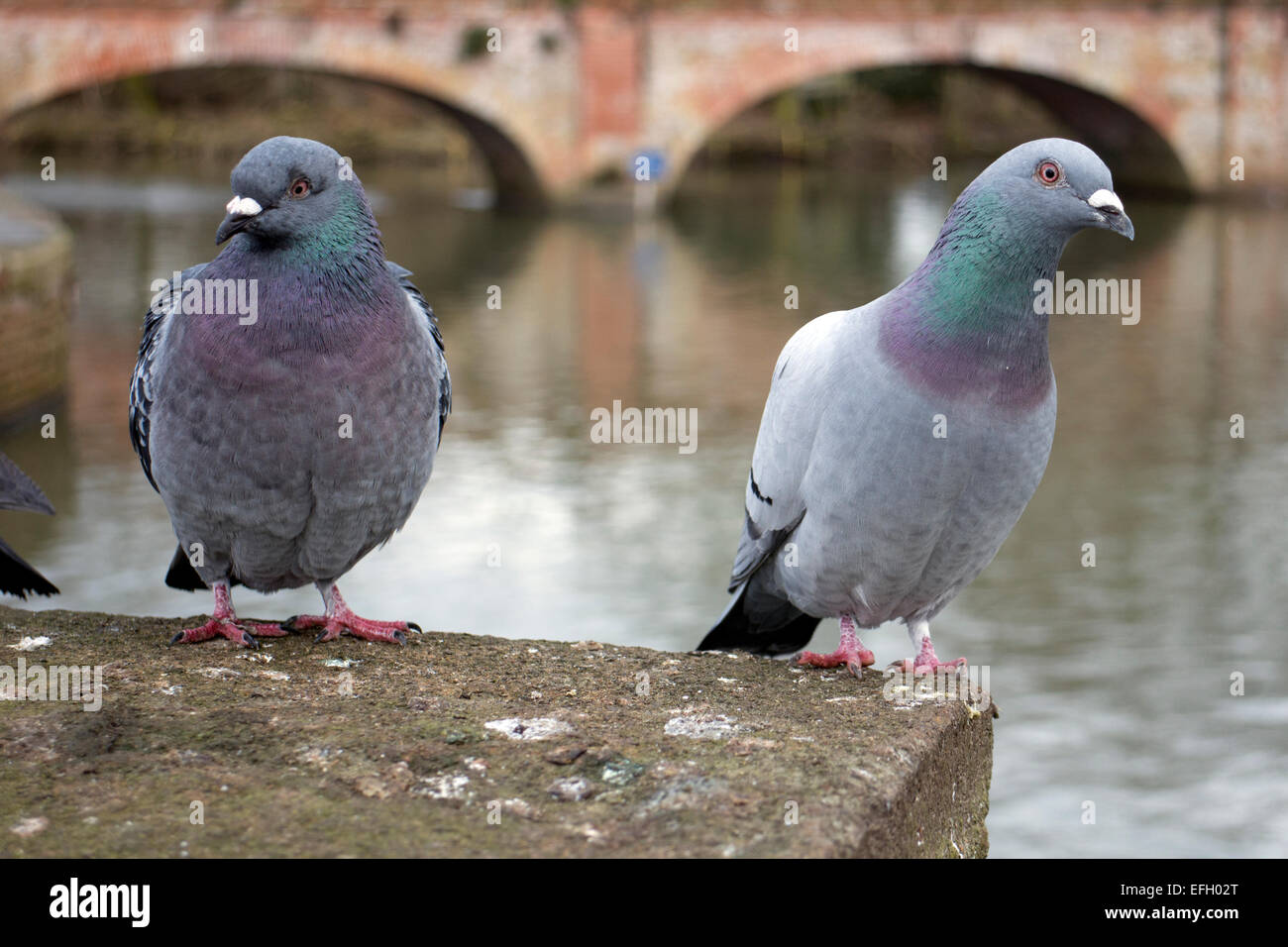 Pigeons Uk Stock Photos & Pigeons Uk Stock Images - Alamy