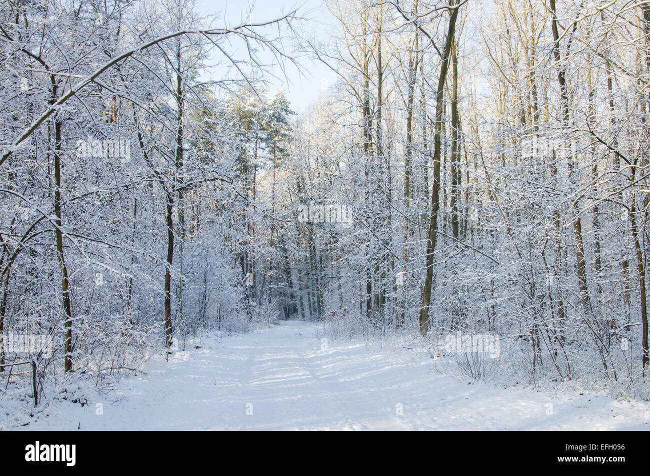 Snow winter path trees hi-res stock photography and images - Alamy