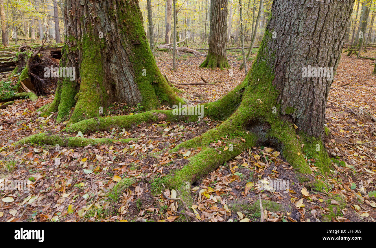 Old oak and spruce in autumnal deciduous stand of Bialowieza Forest in ...