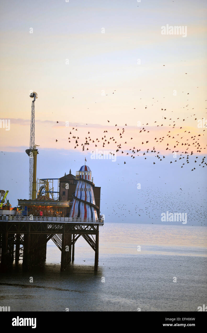 Brighton Pier Birds Stock Photos & Brighton Pier Birds Stock Images - Alamy