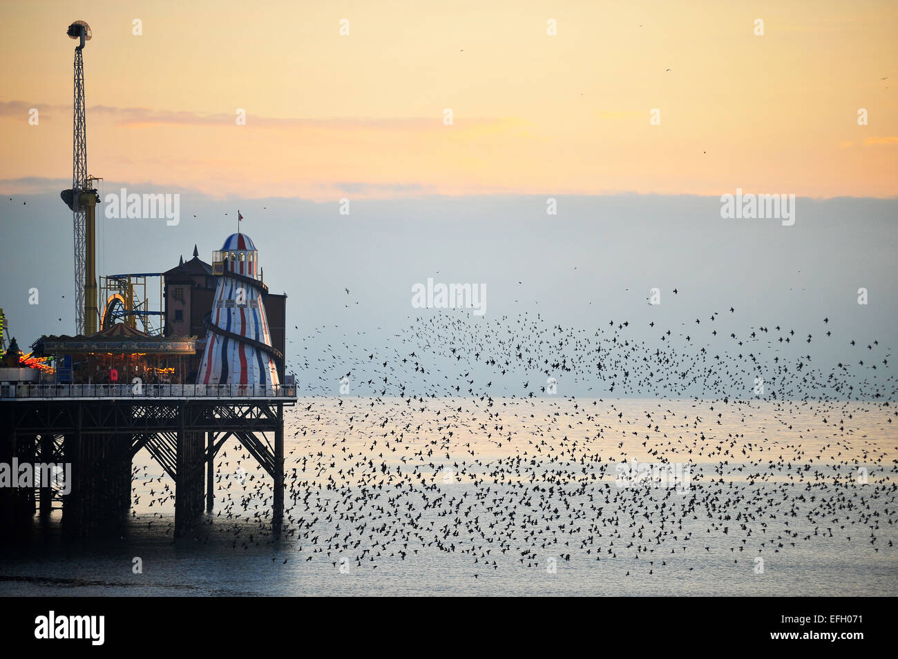 Brighton pier birds hi-res stock photography and images - Alamy