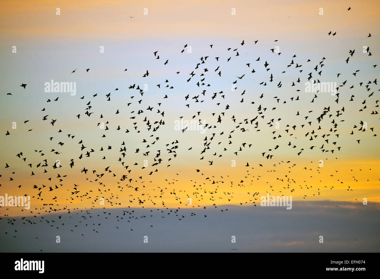 Flock of birds at sunset hi-res stock photography and images - Alamy