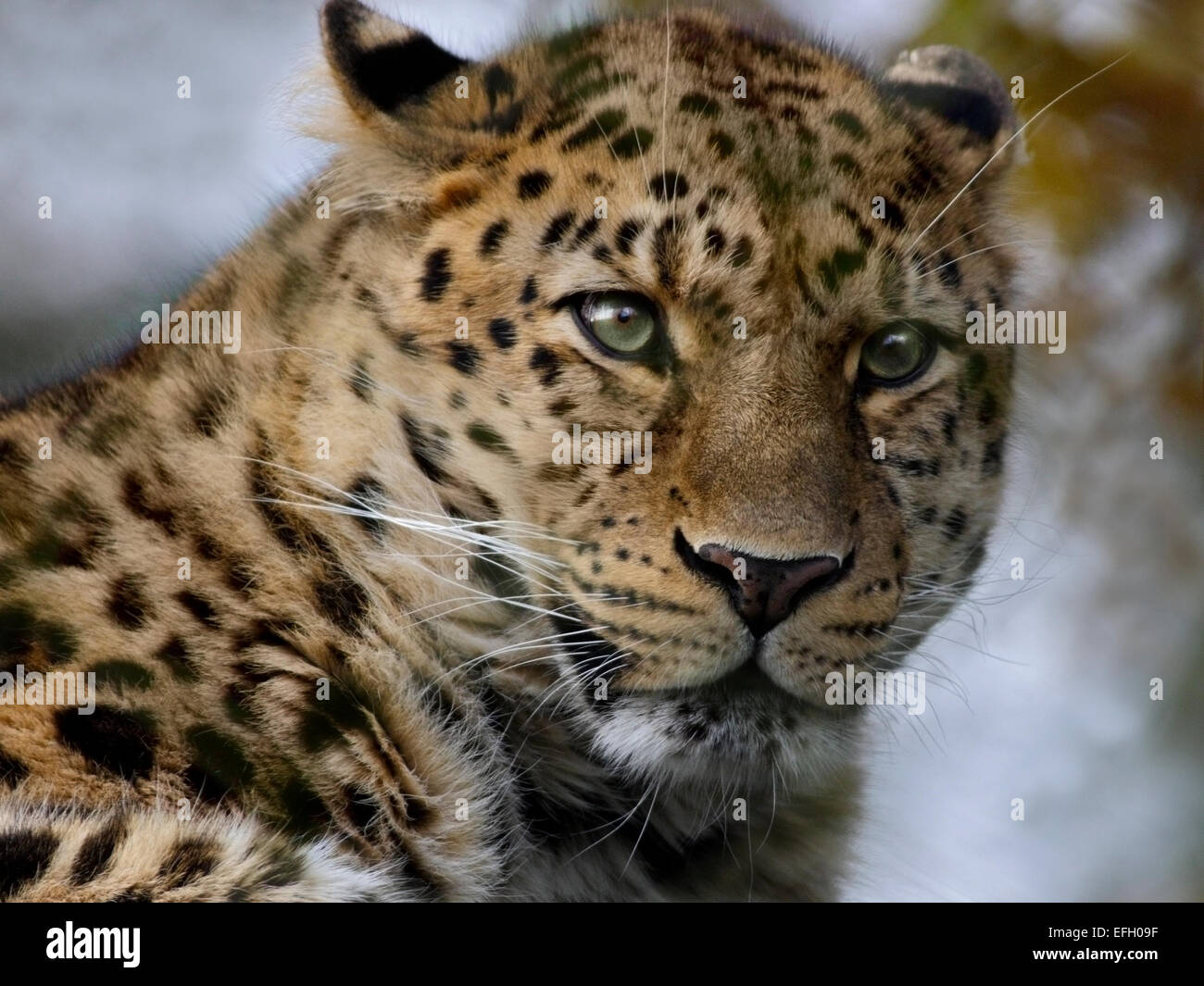 Amur Leopard (panthera pardus orientalis Stock Photo - Alamy