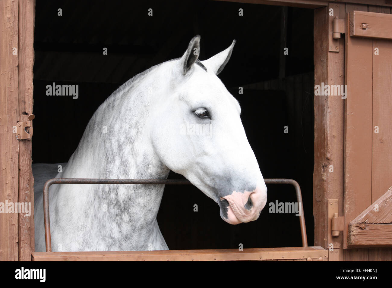 A Lovely Grey Horse Looking Out of the Stable Door Stock Photo - Alamy