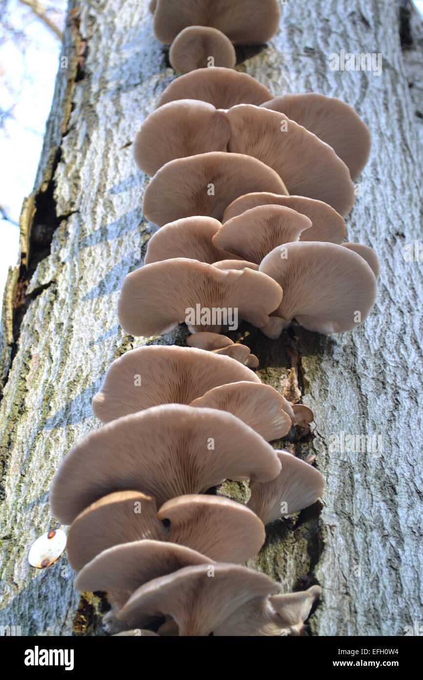 Mushrooms tree hi-res stock photography and images - Alamy