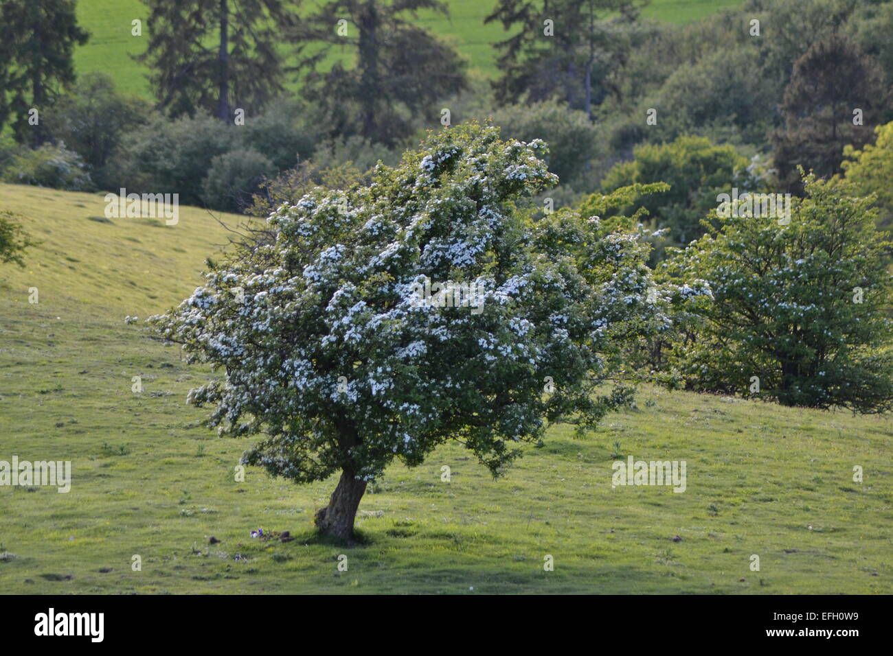 White flowers on tree hi-res stock photography and images - Alamy