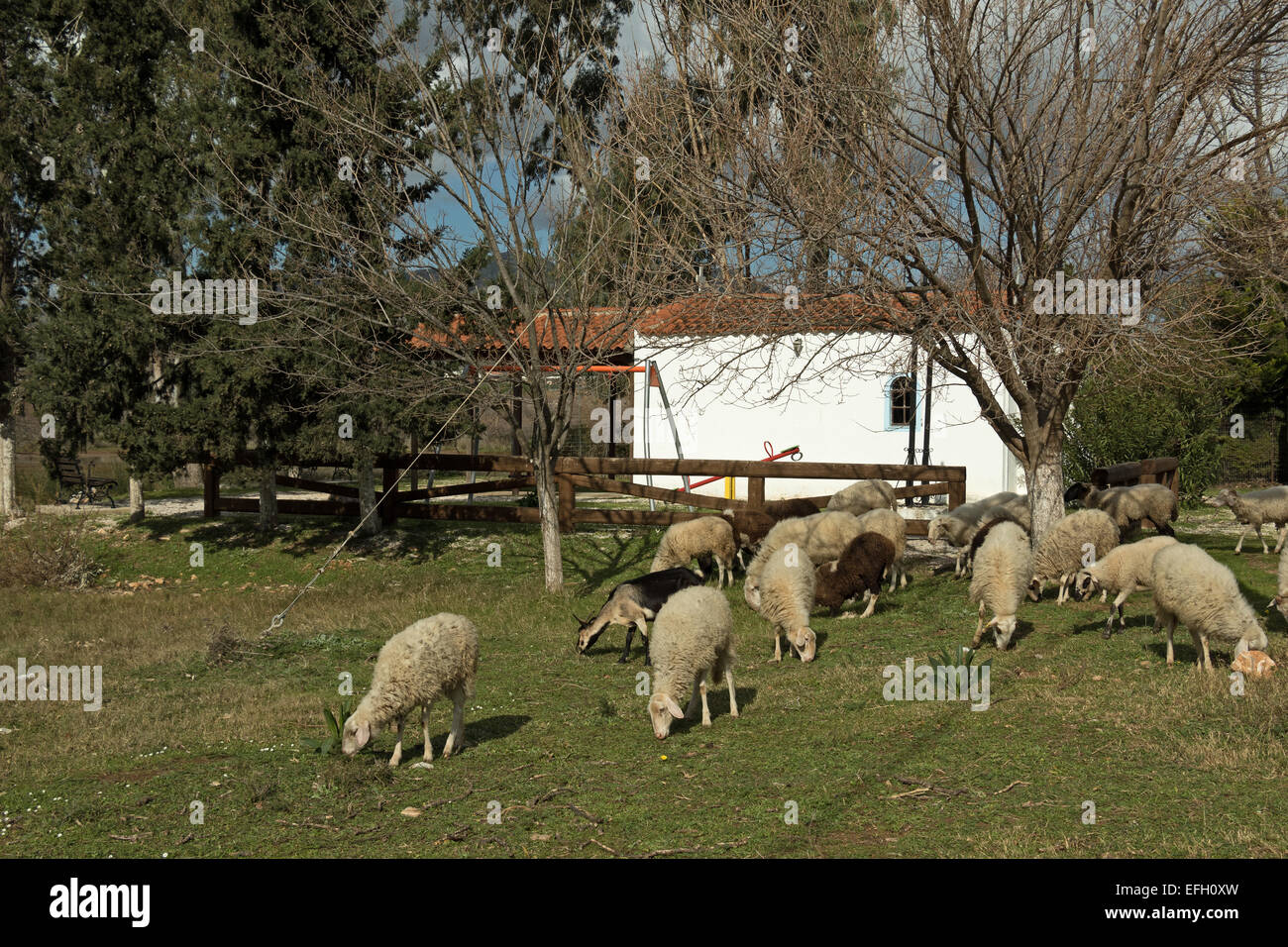 A small flock of sheep in front of a little white church, Schinias ...