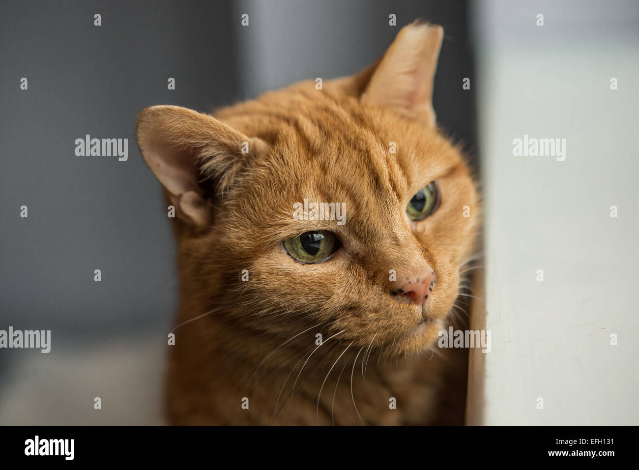 Green eyes close up hi-res stock photography and images - Alamy