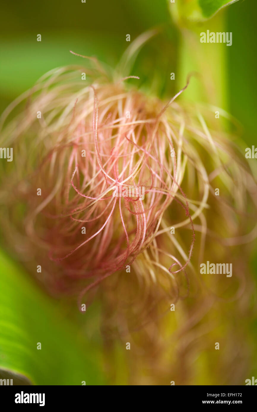 Detail of corn flower hi-res stock photography and images - Alamy